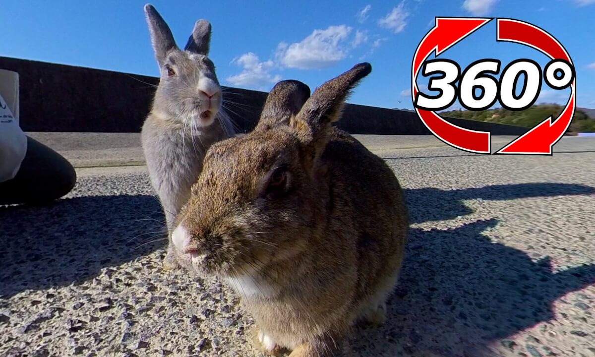 [360 Video] Rabbits gathered in the middle of the paved road.