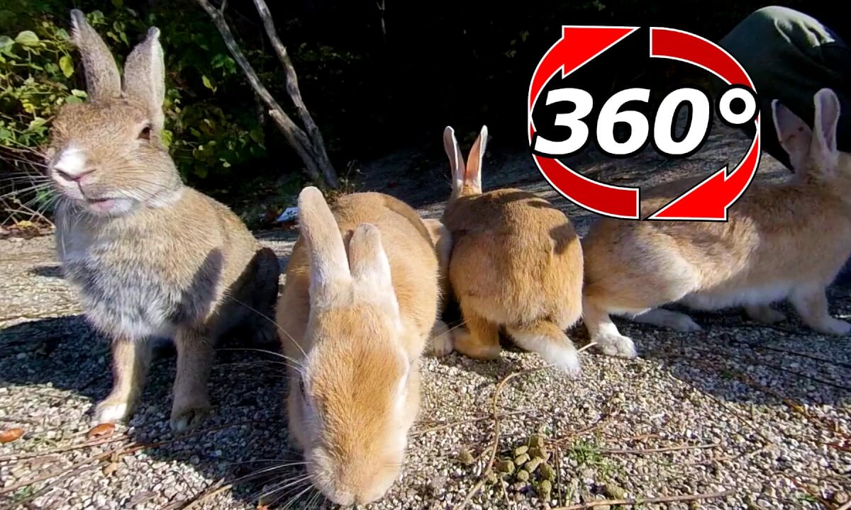 [360 Video] Rabbits who gather in an instant and leave in an instant.