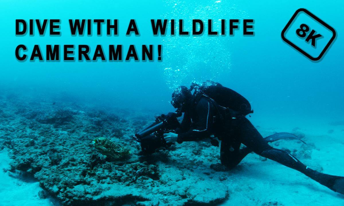DIVE WITH A WILDLIFE CAMERAMAN! - Testscreening in 8K VR180 3D