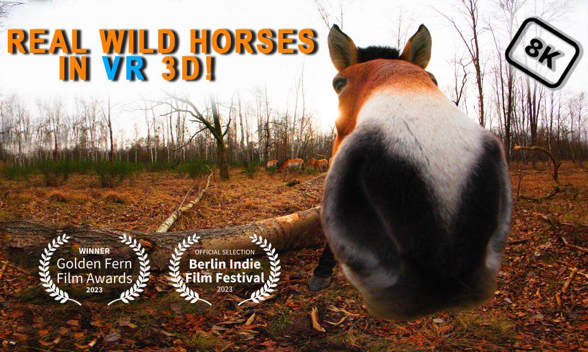 REAL WILD HORSES 3D - VRNature - Wildlife - VR Video | DeoVR