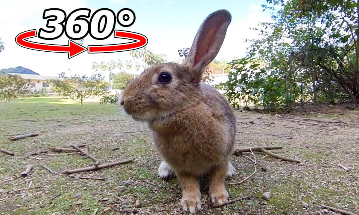 VR 360° |Sensing danger! The rabbits immediately run away and hide when ...