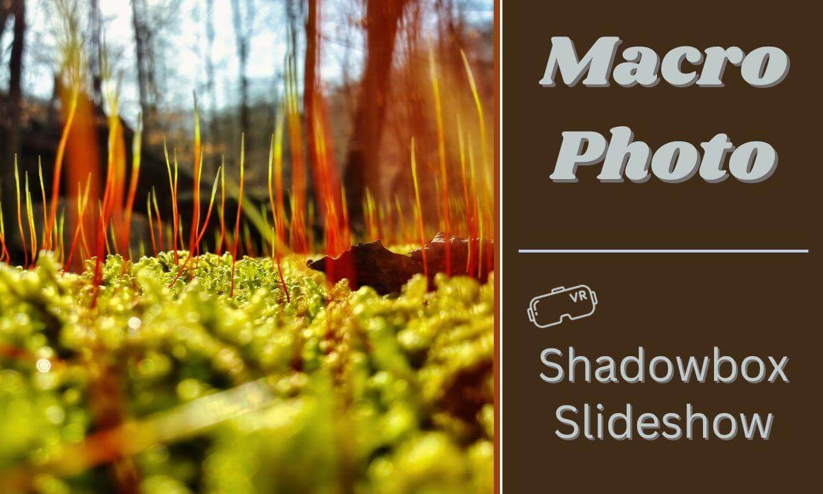 Macro Photography in Spatial 3D | DeoVR