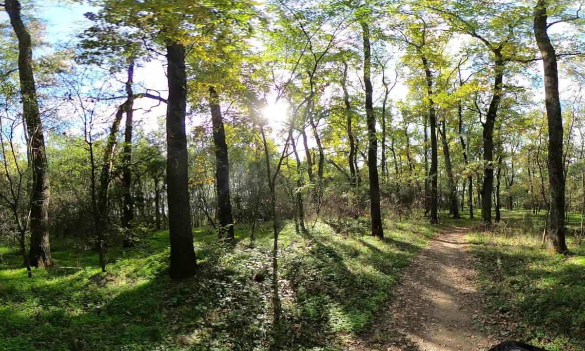 Parcul Natural Lunca Muresului - O plimbare prin padure 1/2