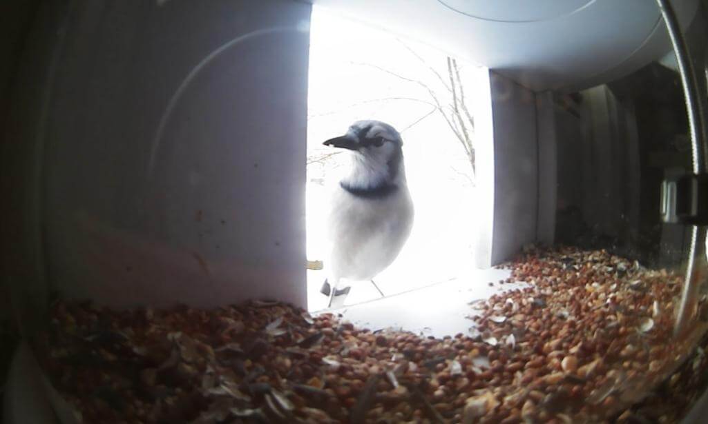 Blue Jay (bird) in VR Birdfeeder Studio™ | DeoVR