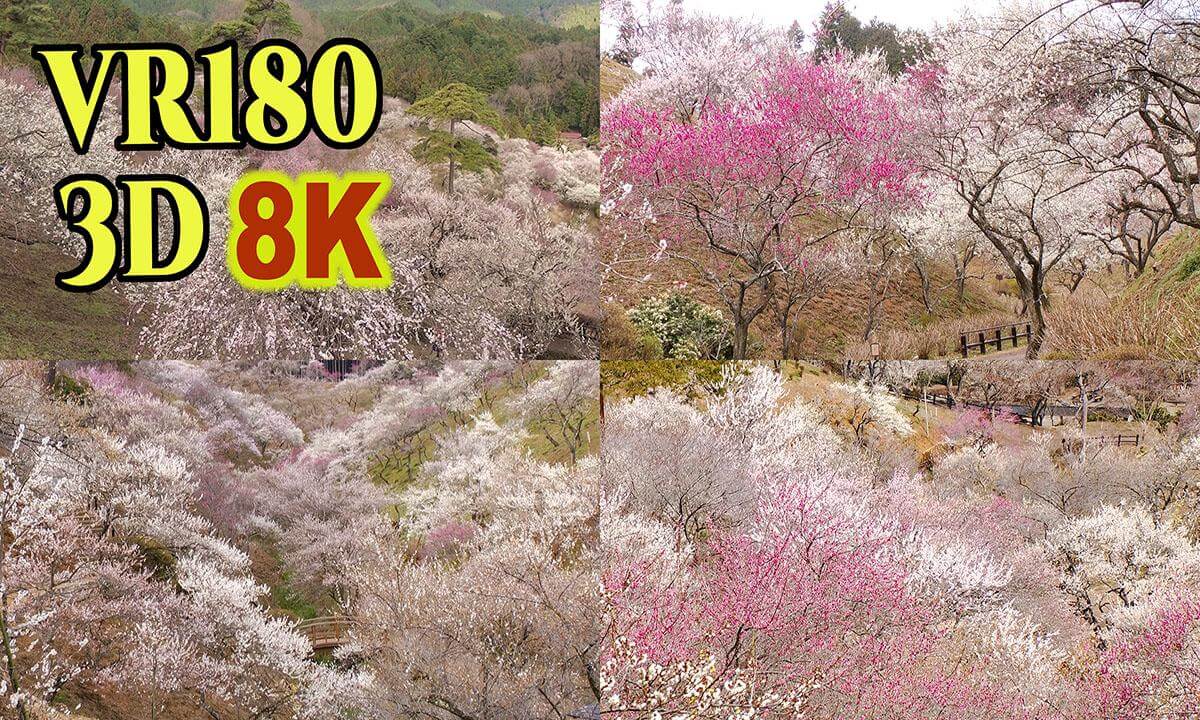 Yoshino-Baigo 2013 ,former famous plum blossoms viewing spot in Oume ...
