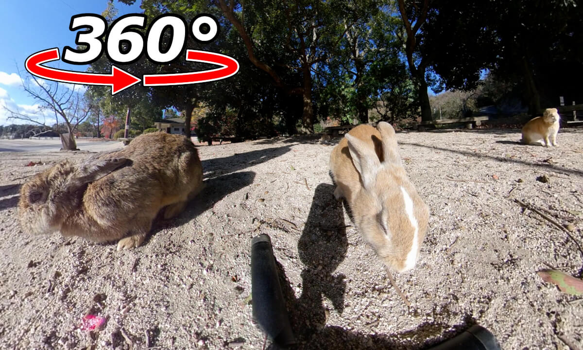 VR 360° | The rabbits gradually gather together! However, there is a ...