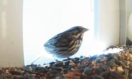 Overly Dramatic Music as a Thrush finds VR Birdfeeder Studio™