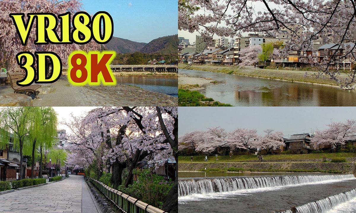 Cherry Blossoms Scenery in Kyoto , JAPAN, shot on Panasonic AG-3DA1