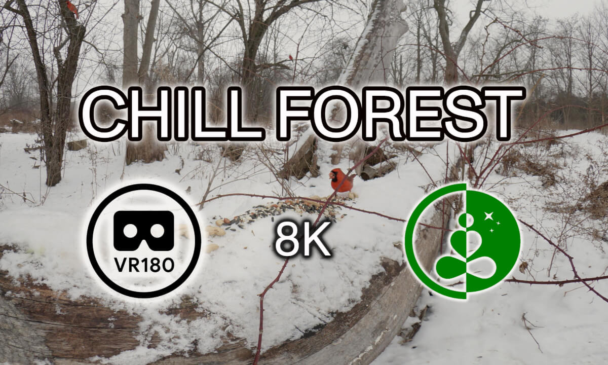 CHILL FOREST | VR180 | 3D Experience | DeoVR
