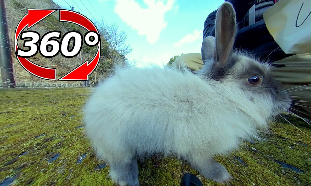 [360 Video] There was a rare type of rabbit on Okunoshima.