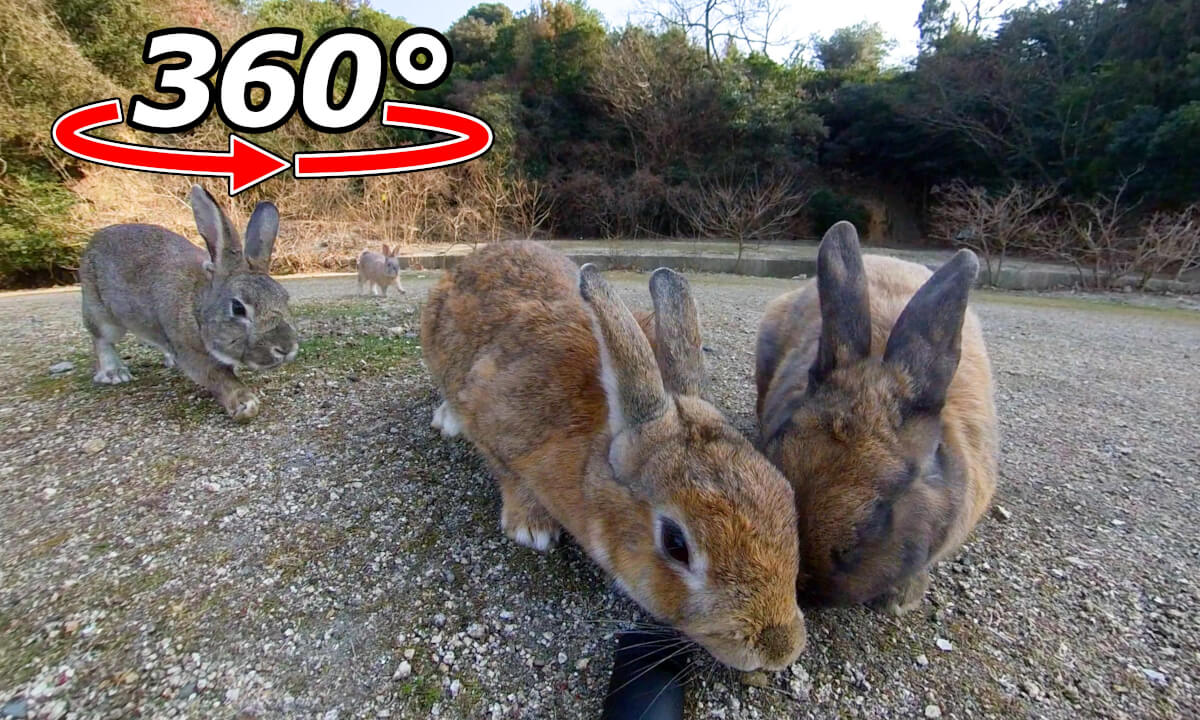VR 360° | One minute later... they finally noticed! The rabbits in the ...
