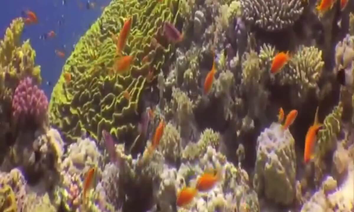 test ytube 3d half sbs deovr shorten3 | DeoVR