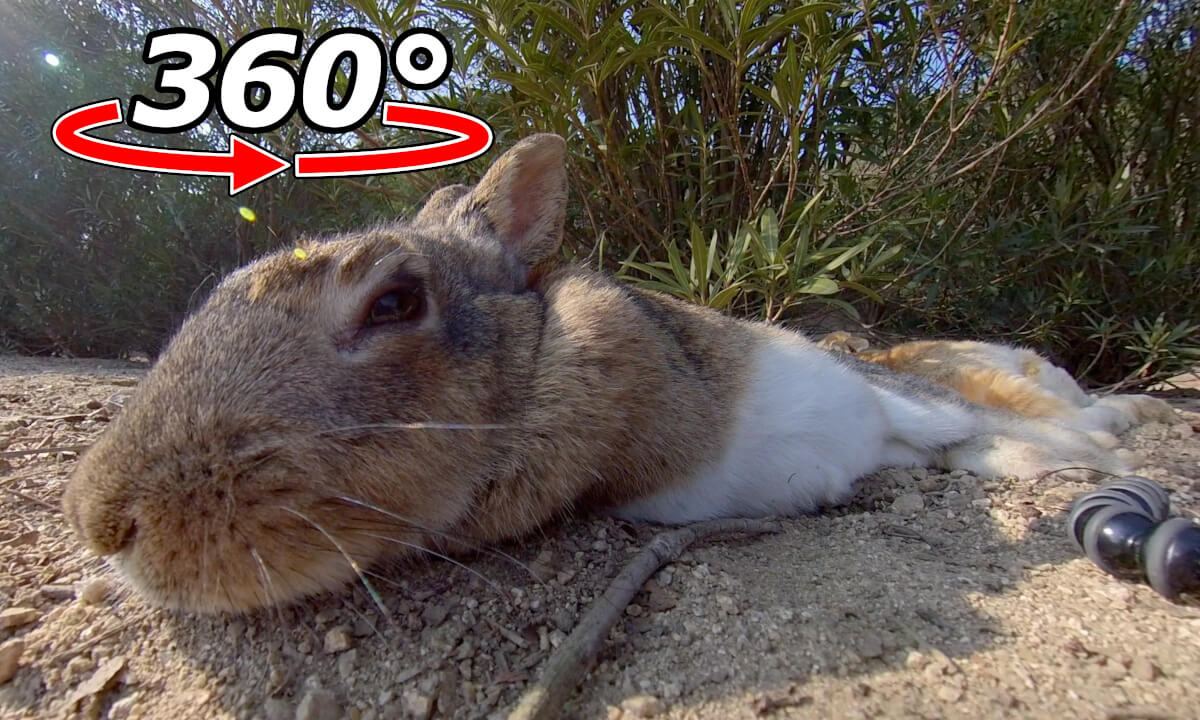 VR 360° | A lazy moment spent with a rabbit. | DeoVR