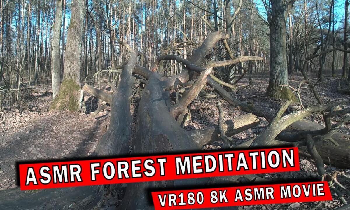 ASMR Forest Meditation | VR180 8K | DeoVR