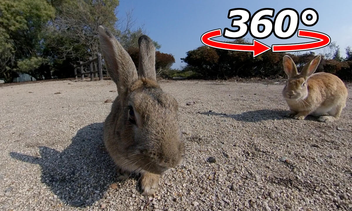 VR 360° | Survival of the fittest?! Only the strong rabbits can get ...