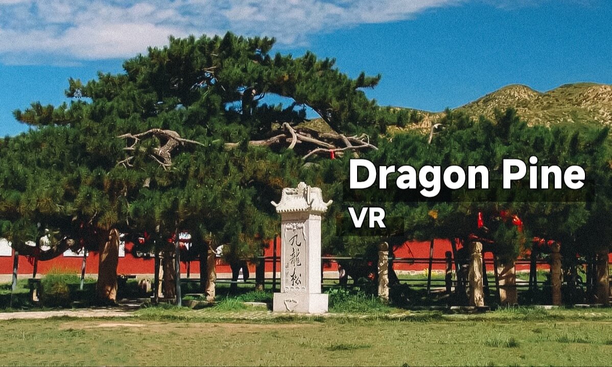 How does an ancient tree survive for a 1000 years?｜Nine Dragon Pine ...