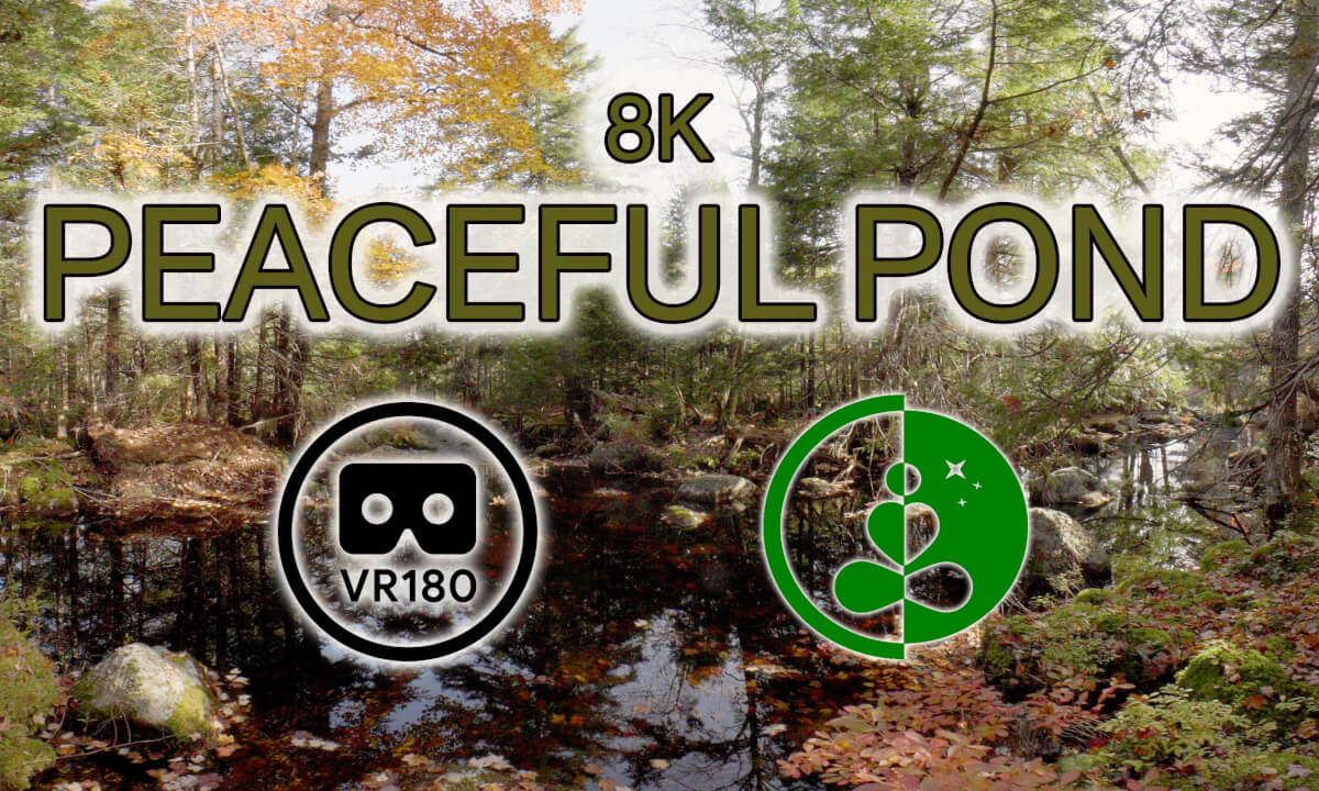 PEACEFUL POND | 8K VR180° | Relaxing Forest Sounds | DeoVR