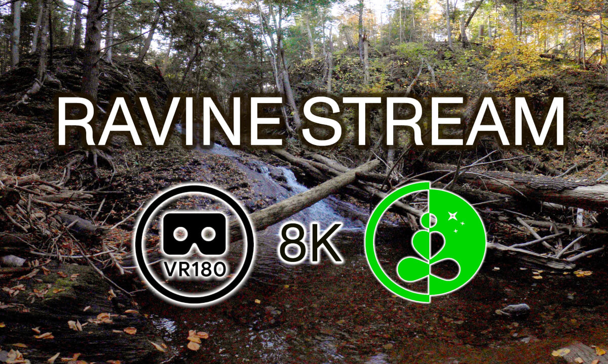 RAVINE STREAM & Waterfall | 8K VR180 | Nature Experience