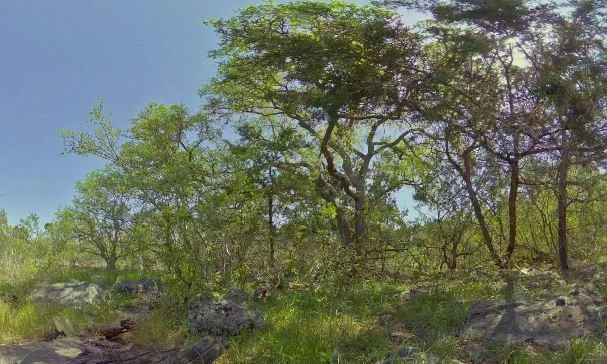 8K VR 180° | Tranquil Texas Brushland – Immersive Nature Experience