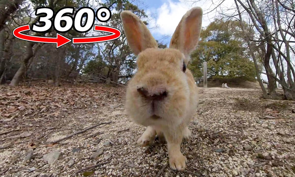 VR 360° | The rabbit keeps chasing me! | DeoVR