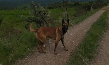 VR Dog Episode #1 | DeoVR