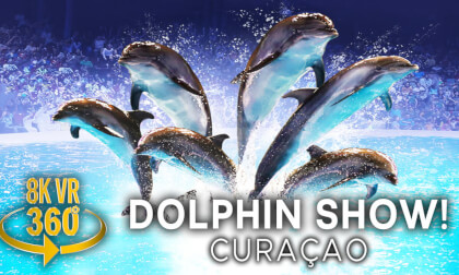 Amazing Dolphin Show - Dolphin Academy Curacao - 8K 360 VR Video!