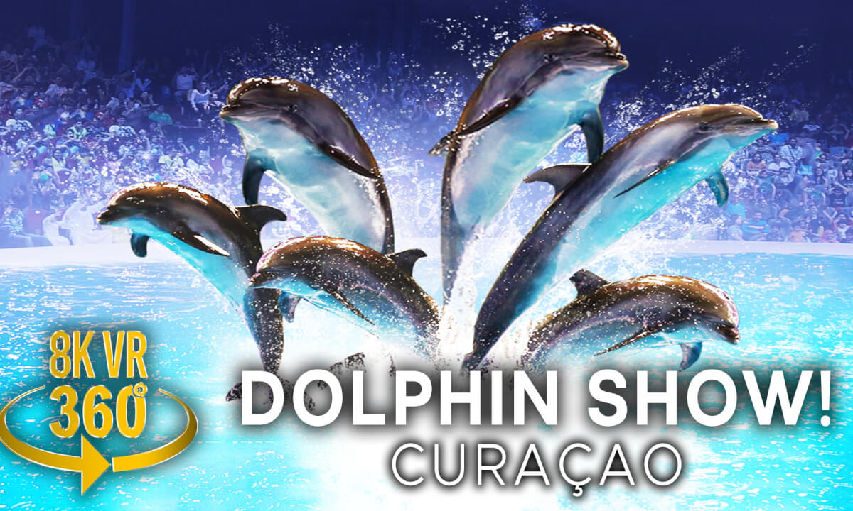 Amazing Dolphin Show - Dolphin Academy Curacao - 8K 360 VR Video!