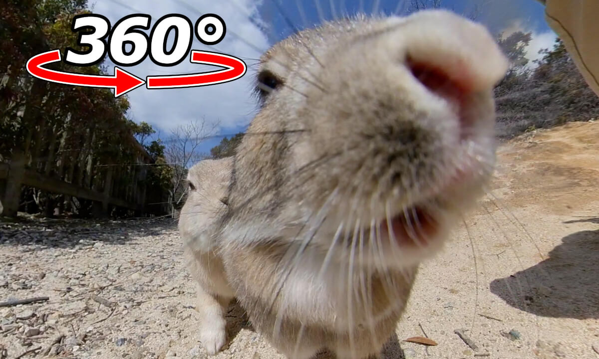 VR 360° | Rabbits, you're getting too close! | DeoVR