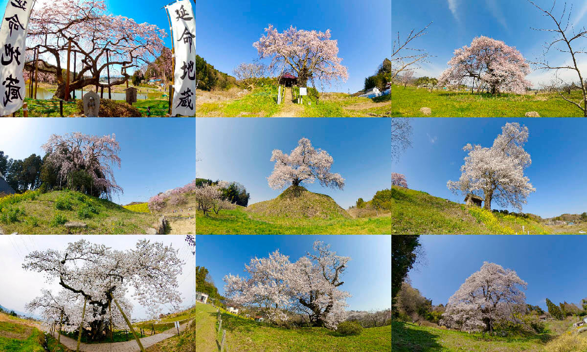 Beautiful lone cherry tree in Fukushima,Japan | DeoVR