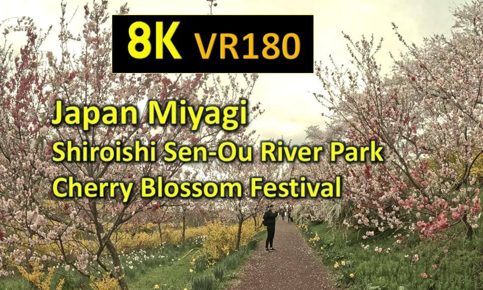 Japan Miyagi Shiroishi Sen-Ou River Park Cherry Blossom Viewing Festival