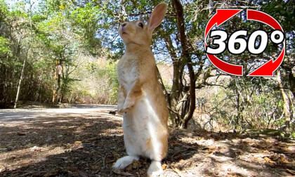 [360 Video] Is a rabbit bipedal? | DeoVR