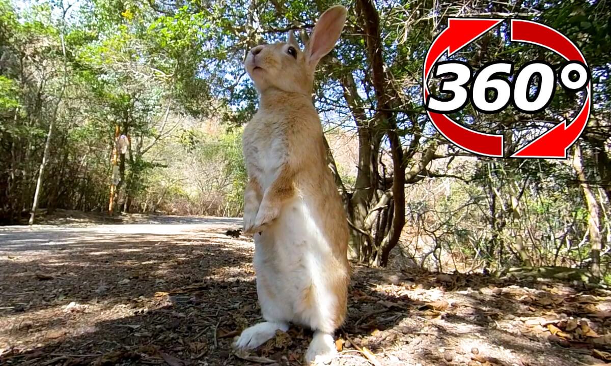 [360 Video] Is a rabbit bipedal? | DeoVR
