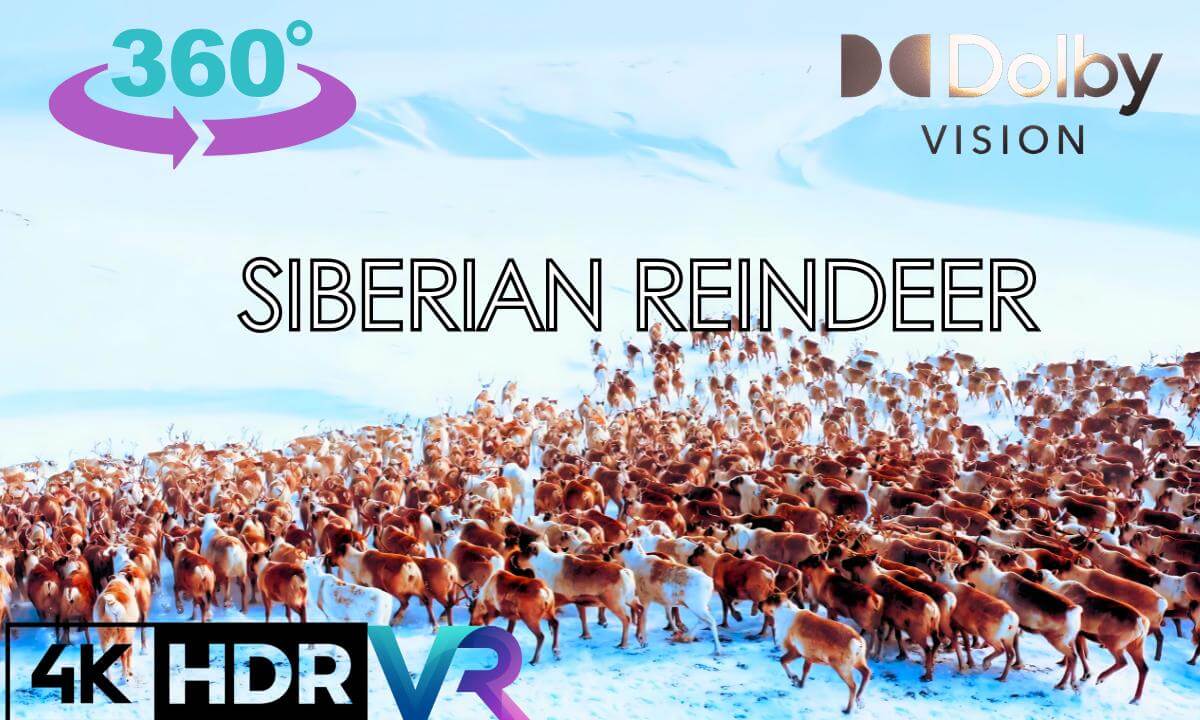 Siberian Reindeer Virtual Reality Experience | Herding & Racing in Stunning VR 360