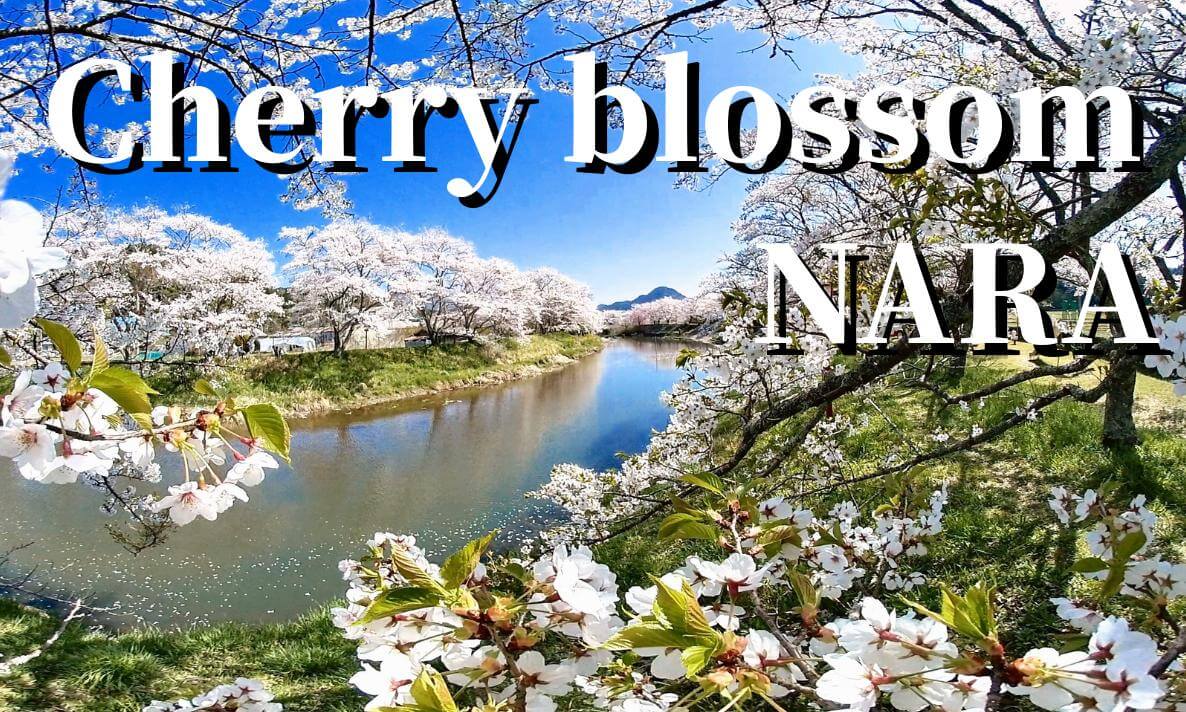 Nara: Uda City “Beautiful cherry blossom scenery” ,JAPAN 04.05.2025