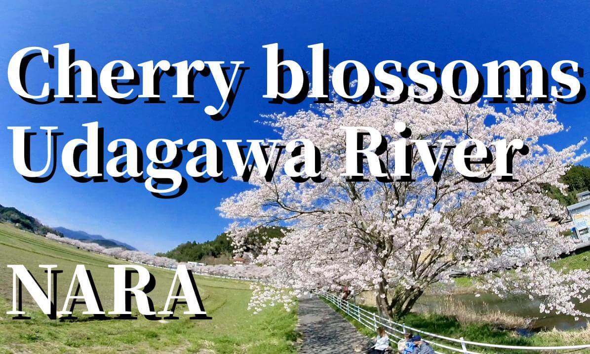 Nara: Cherry blossoms along the Udagawa River in full bloom,jAPAN 04.05 ...