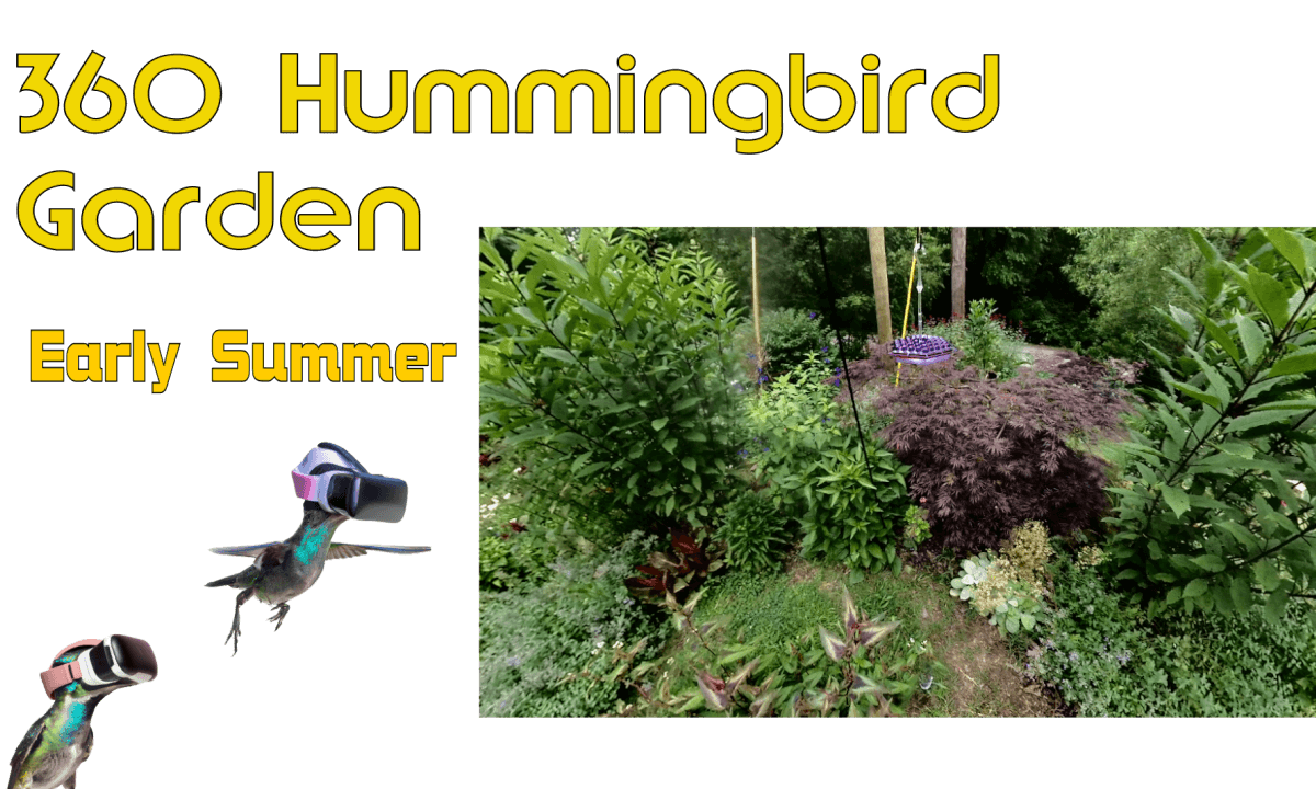 360 Hummingbird Garden - BirdsBugsPlants - VR Video | DeoVR