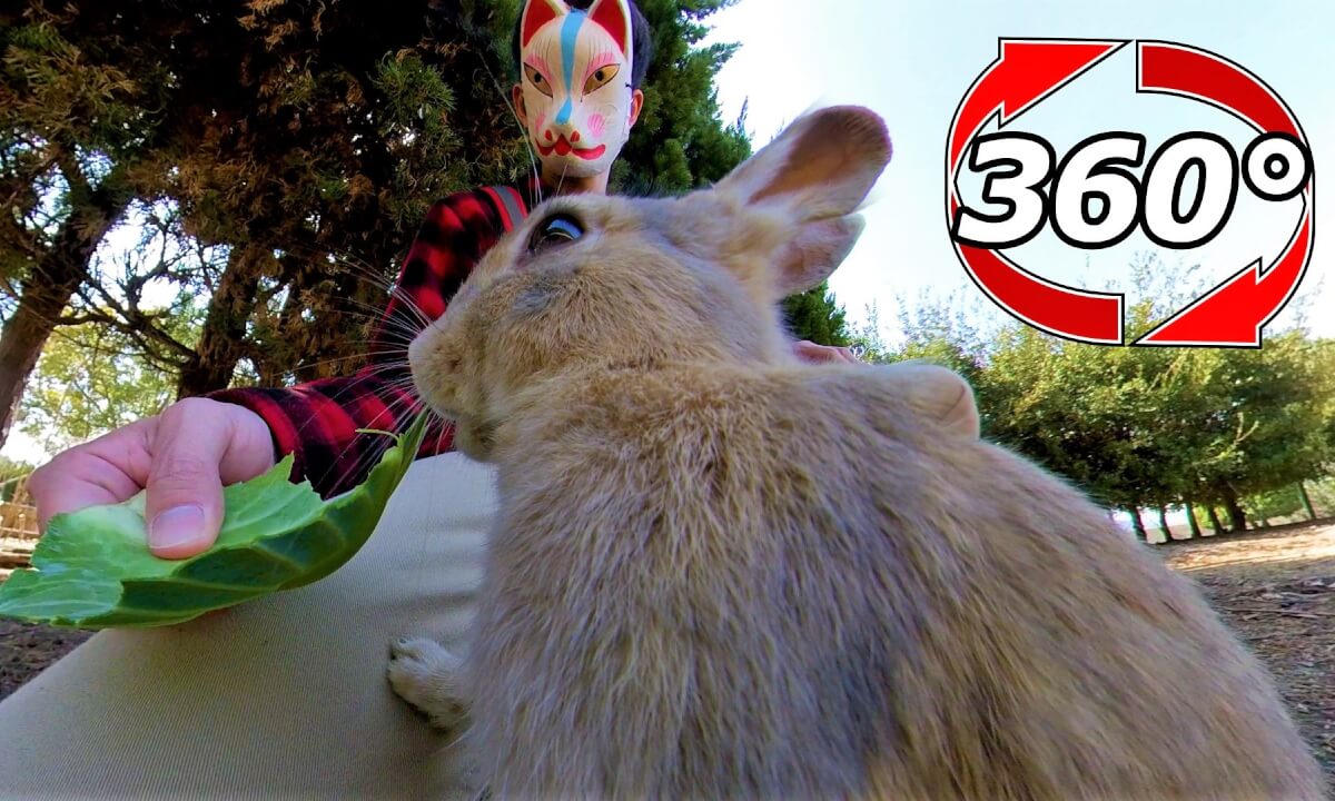 [360 Video] The rabbit is eating with his hand on my leg.