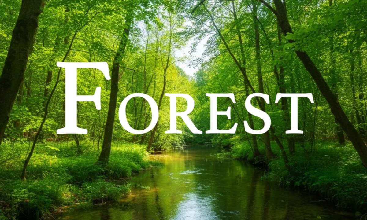 Forest 4K – Relaxing Scenery & Hidden Gems with Calming Music