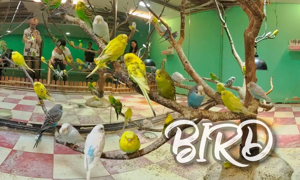 brid brid brid - Potatoes VR - VR Video | DeoVR