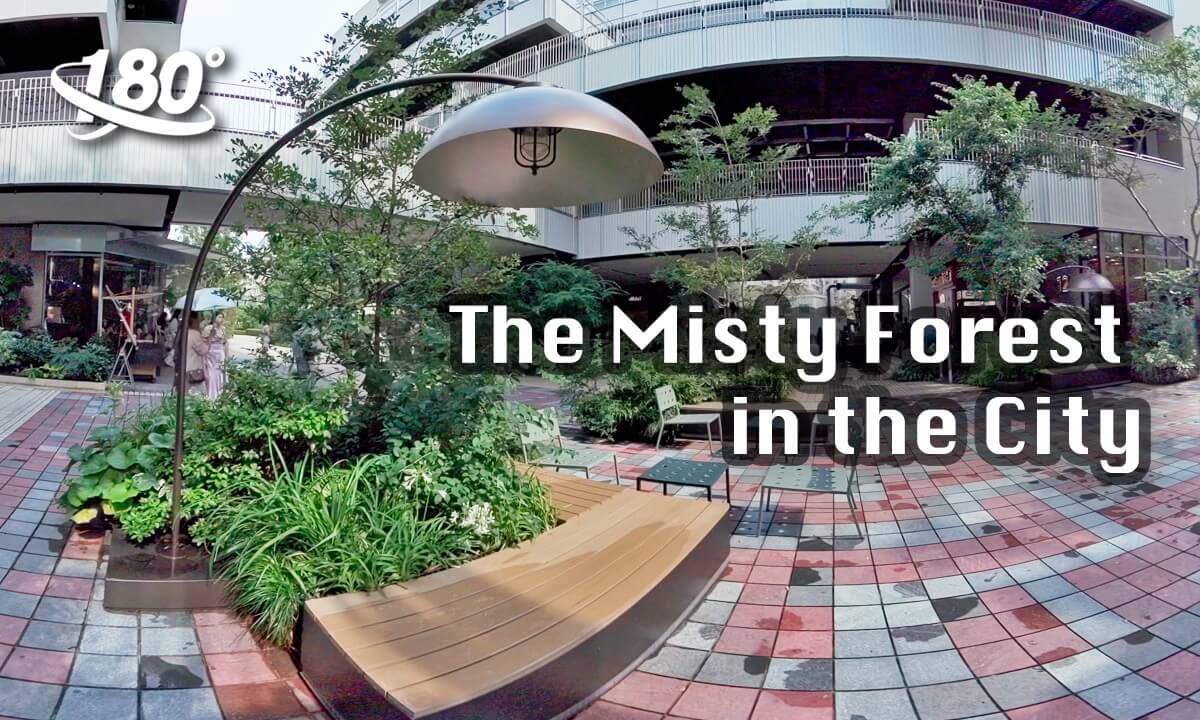 Sunset & Sunhe New Office - Misty Forest | DeoVR