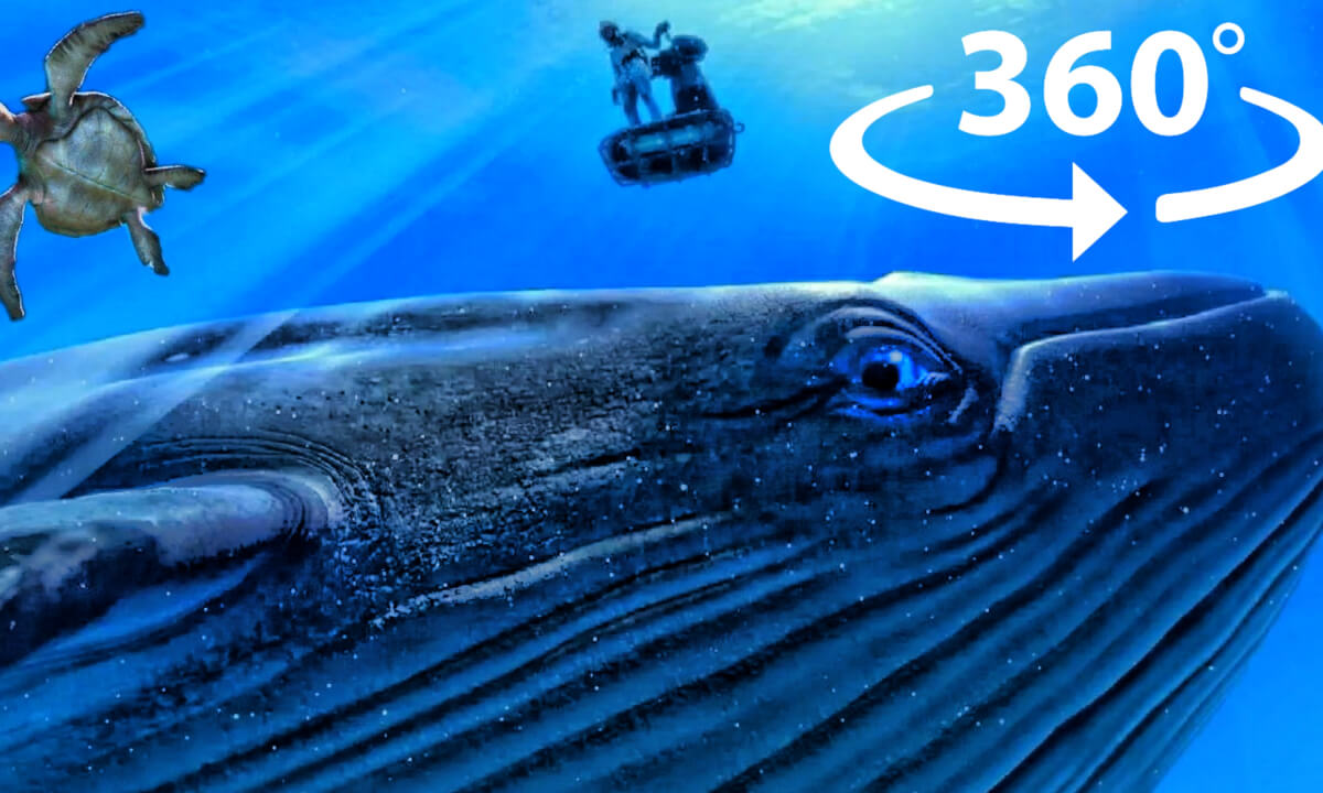 theBlu Whale Underwater VR Experience | DeoVR