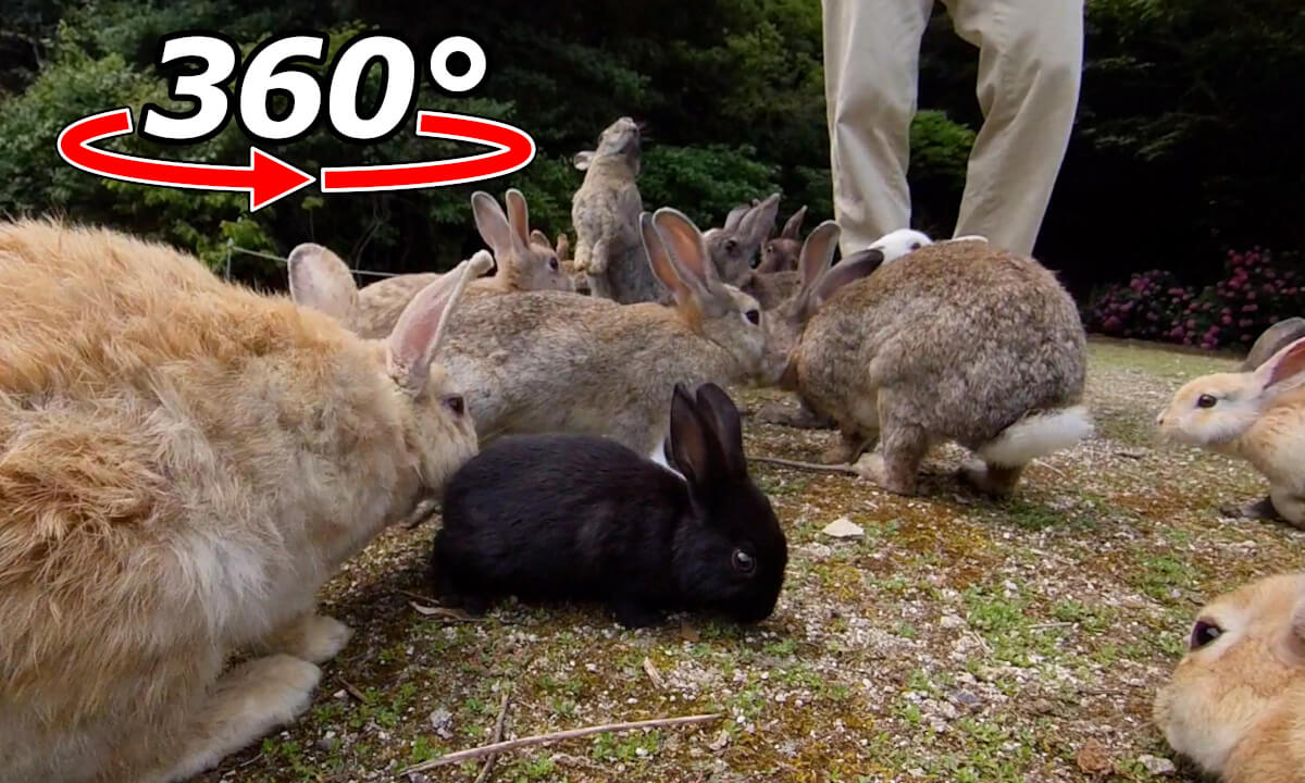 VR 360° | There's one black baby rabbit! Try to find it!