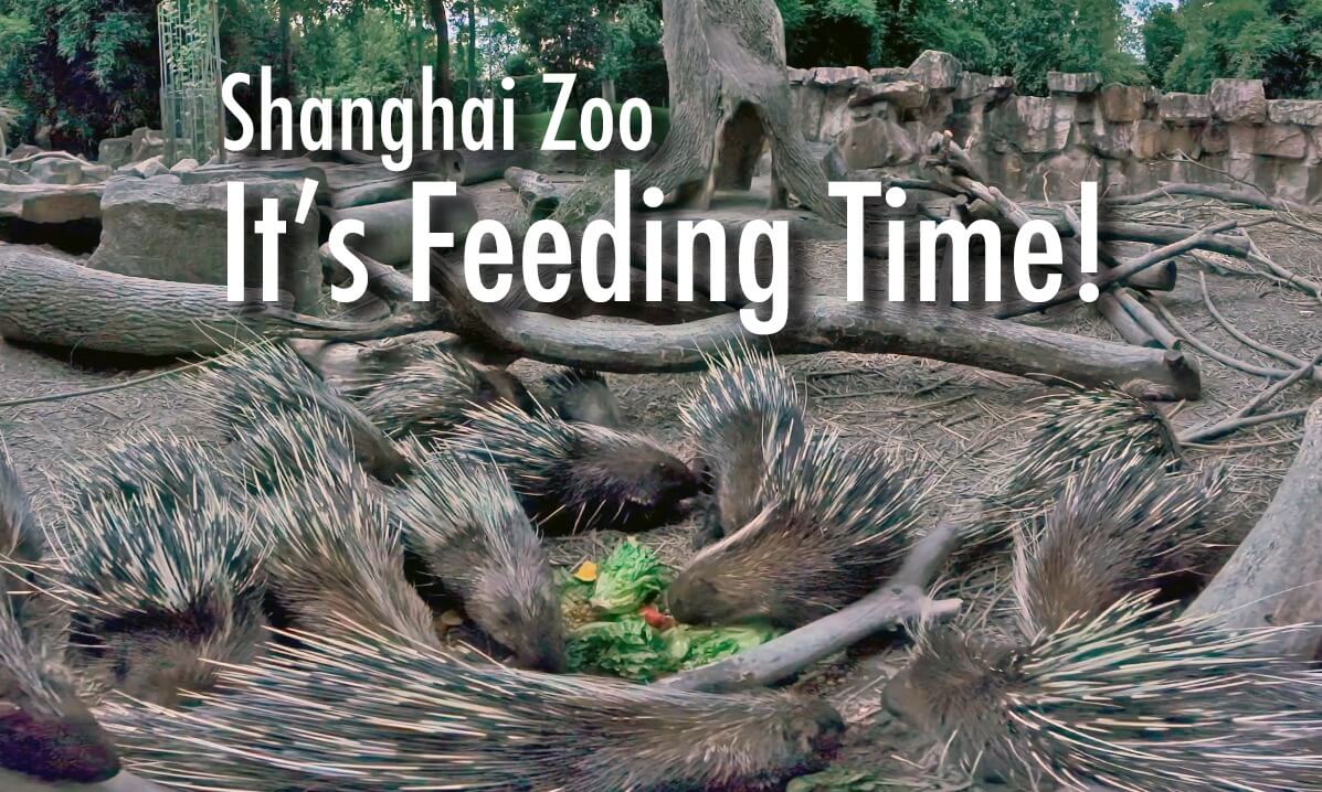 Shanghai Zoo: Feeding Time! - Potatoes VR - VR Video | DeoVR