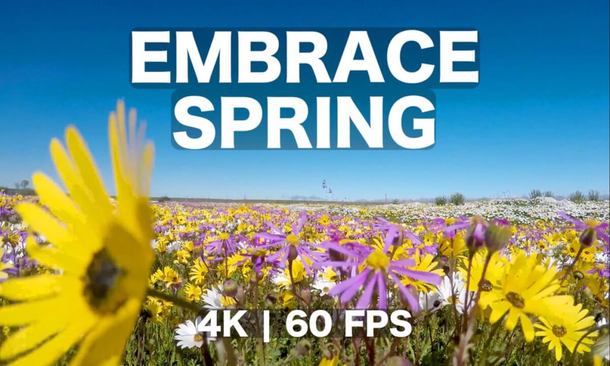 🌸 Embrace Spring – Nature’s Colorful Awakening in 4K 60FPS-