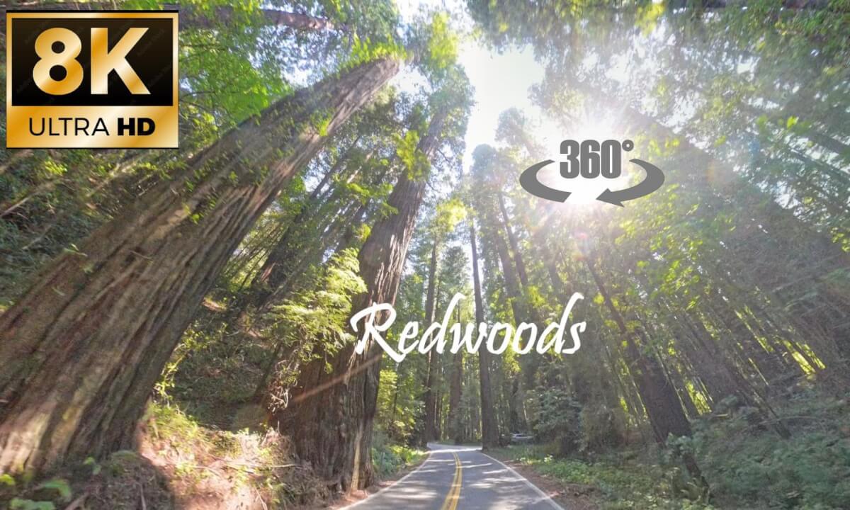 Riding through the Redwoods on a Ninja 1000. 8K 360 Degree Video.