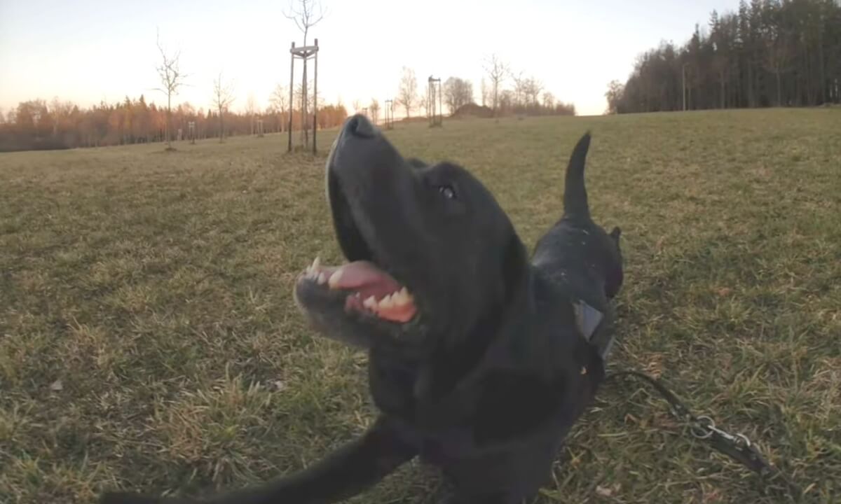 Buddy does tricks 180VR - 3D-Travel - VR Video | DeoVR