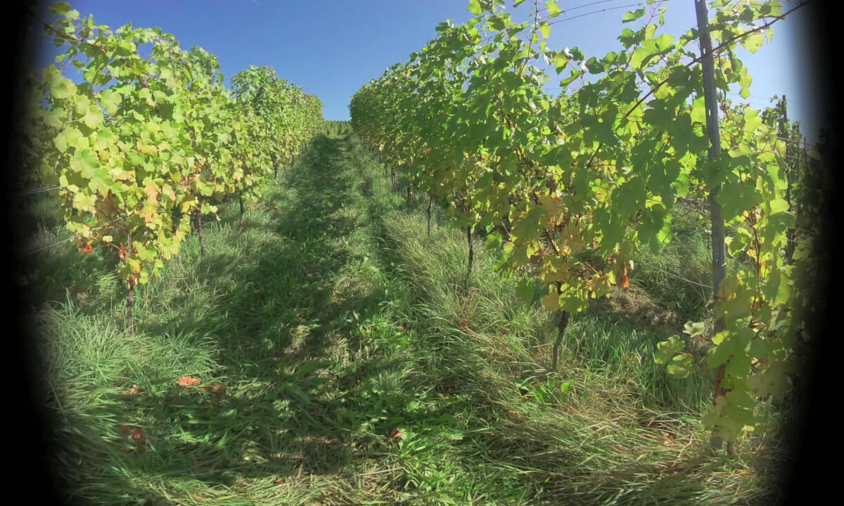 Winery-Am Sonnenstück, Schliengen-Germany Part2 | DeoVR