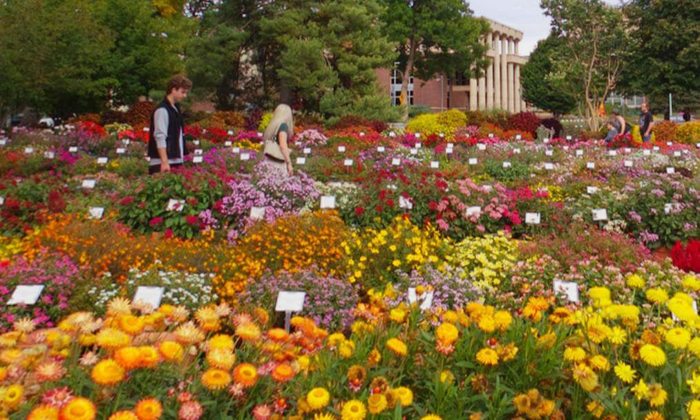 CSU Annual Flower Trial Gardens in Fort Collins, Colorado