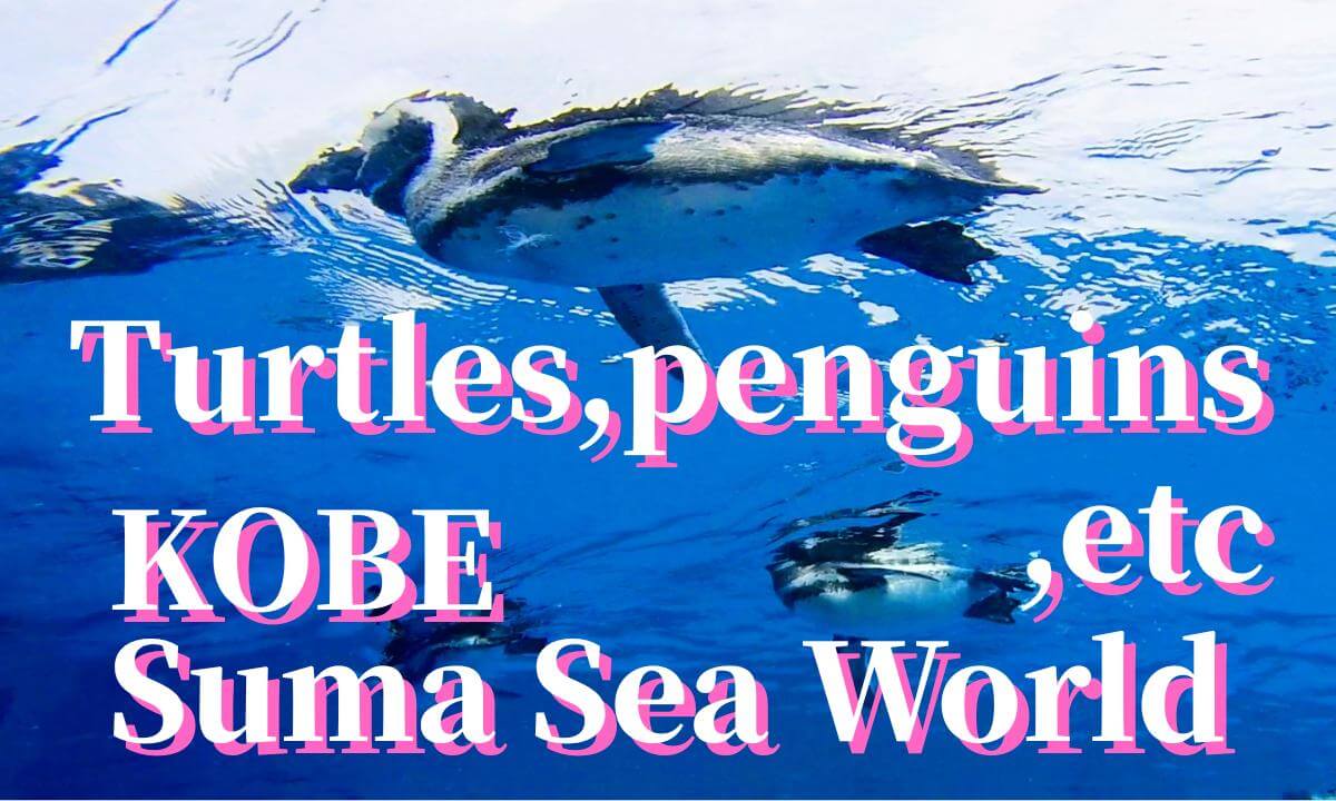 Kobe: Suma Sea World "Turtles, Penguins, etc", JAPAN