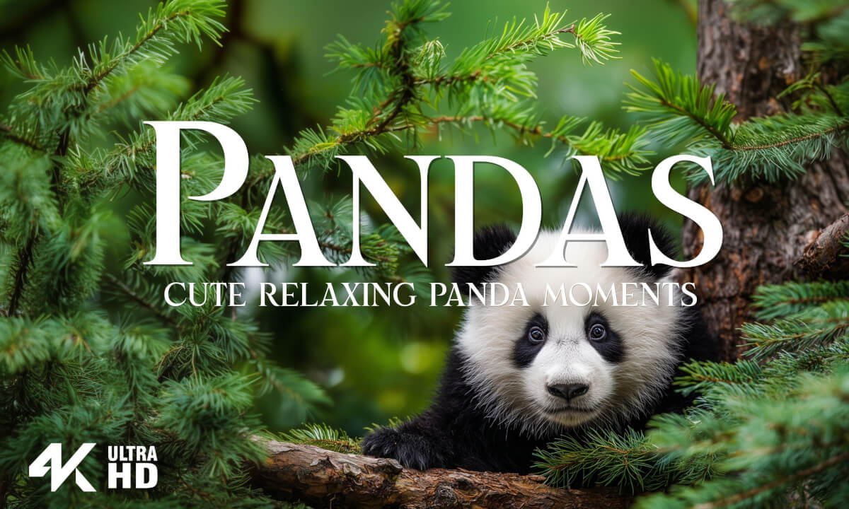 Cute Panda Moments in 4K VR | Relaxing and Heartwarming Scenes